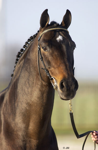 Prima Equestrian ::..