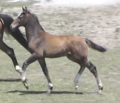 Prima Equestrian ::..