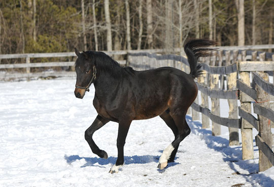 Prima Equestrian ::..