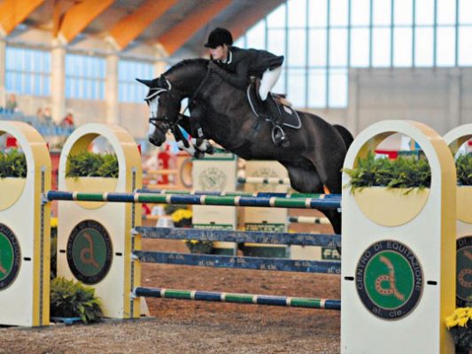 Balou du Rouet – Prima Equestrian